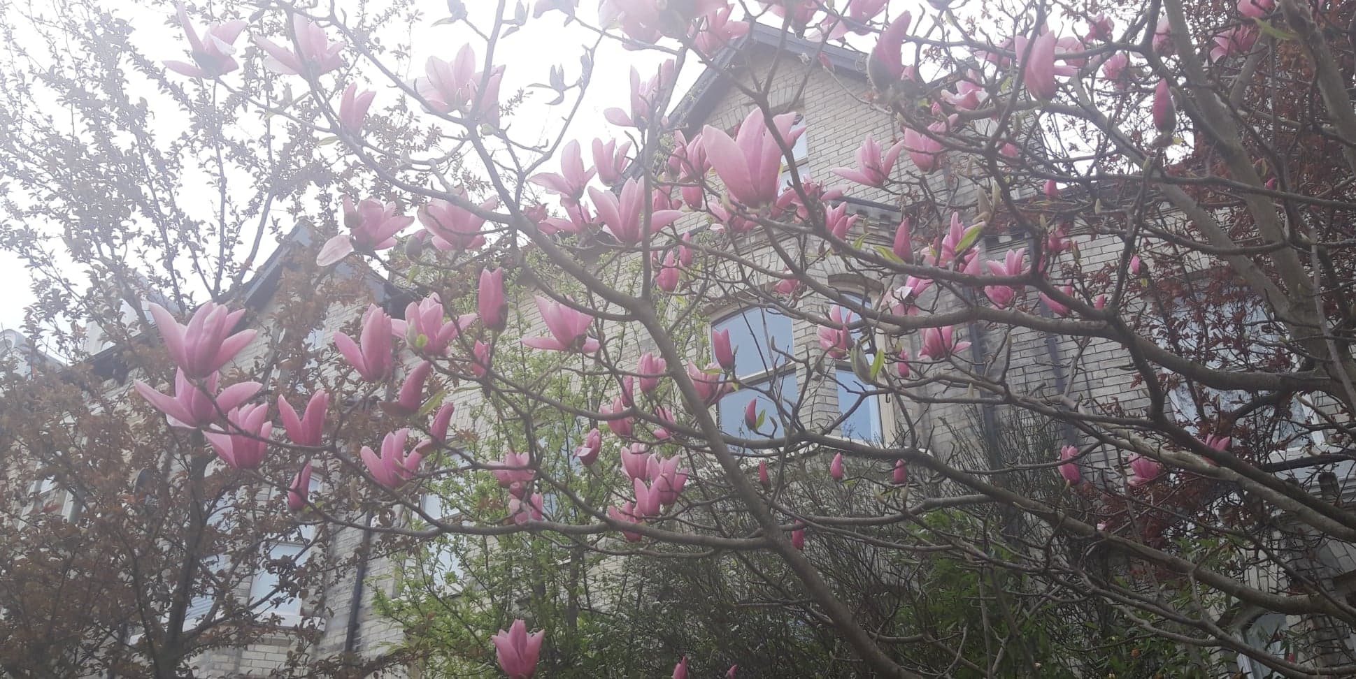 Magnolia – York Bike Belles