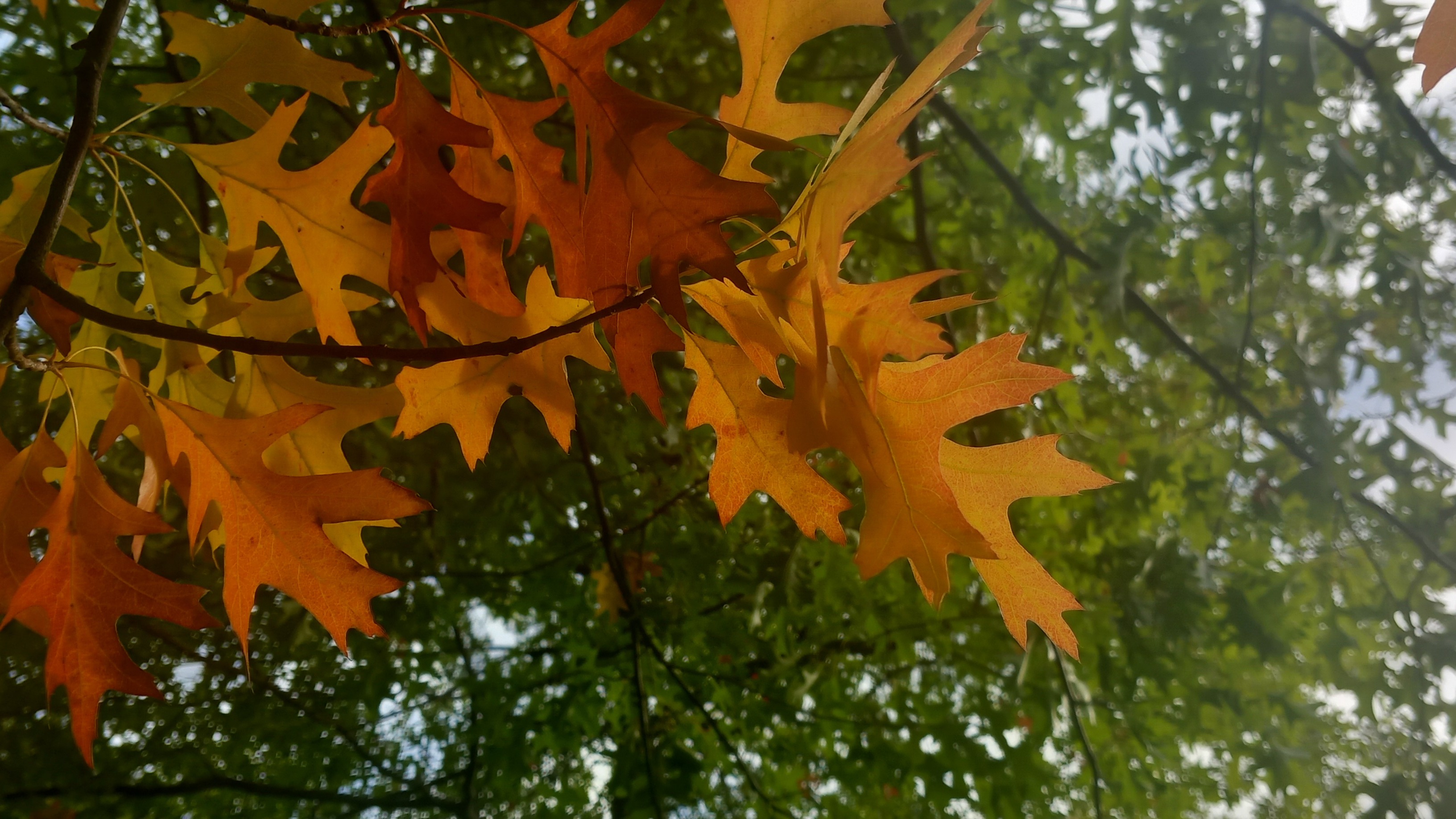 September Nature Calendar – York Bike Belles